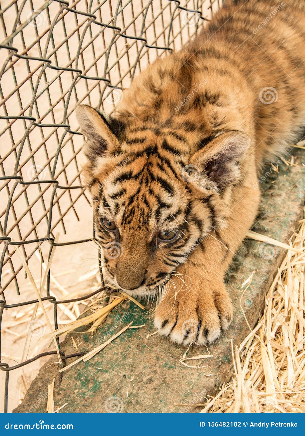 Small tiger cub stock photo. Image of little, prey, offspring - 156482102
