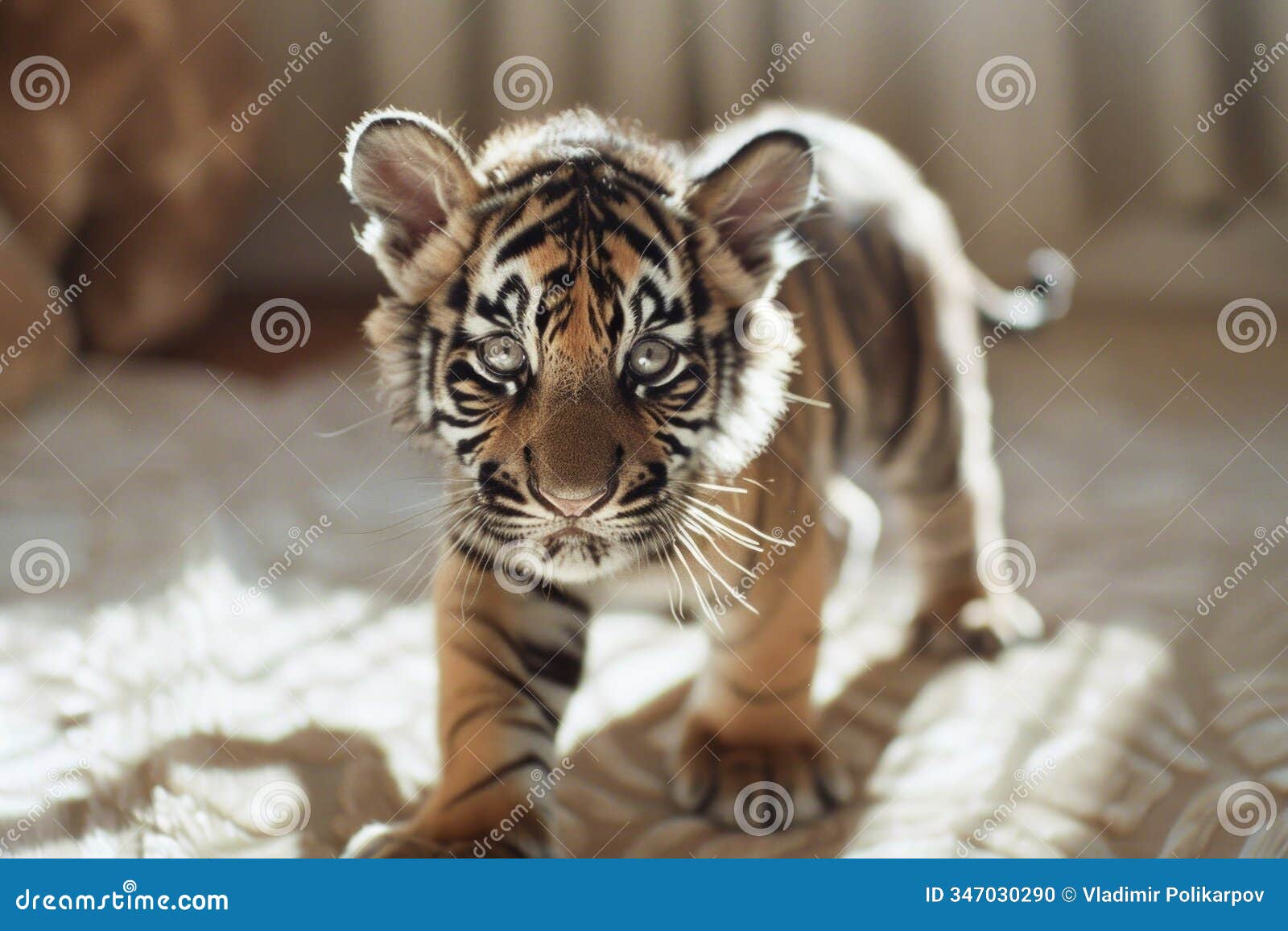 A Small Tiger Cub Walks Across a Bed, Looking Curious and Playful Stock ...