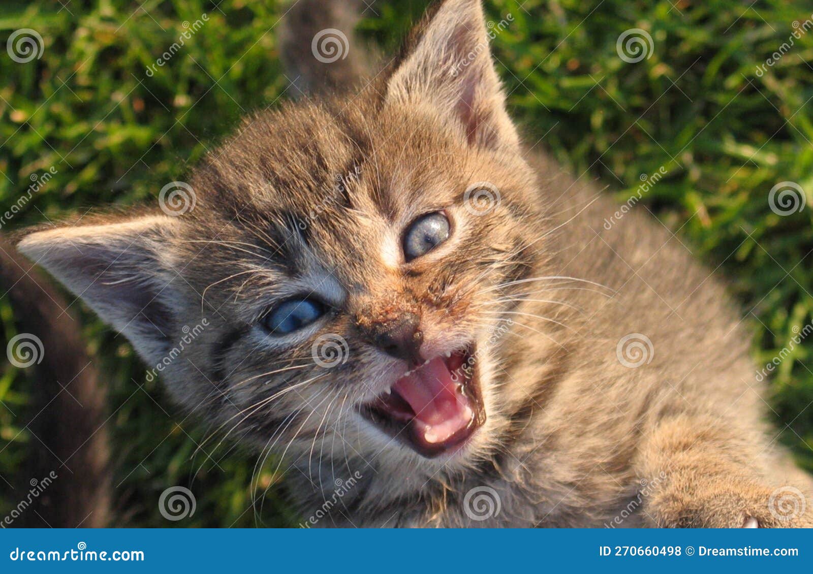 Small Tiger Meowing Kitten with Open Mouth. Stock Photo - Image of ...