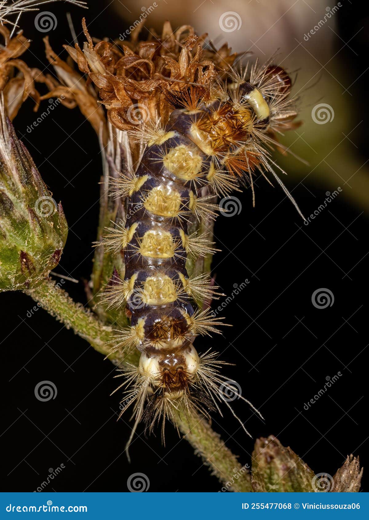 Small Tiger Moth Caterpillar Stock Photo - Image of larvae, lophocampa ...