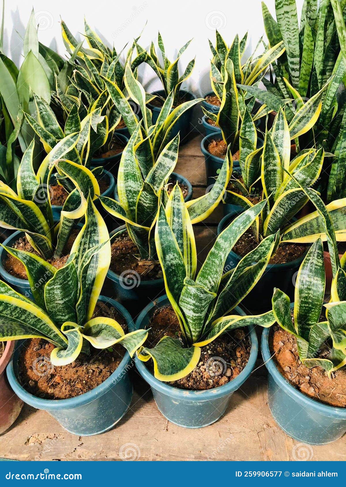 Small tiger plants stock image. Image of tiger, small - 259906577