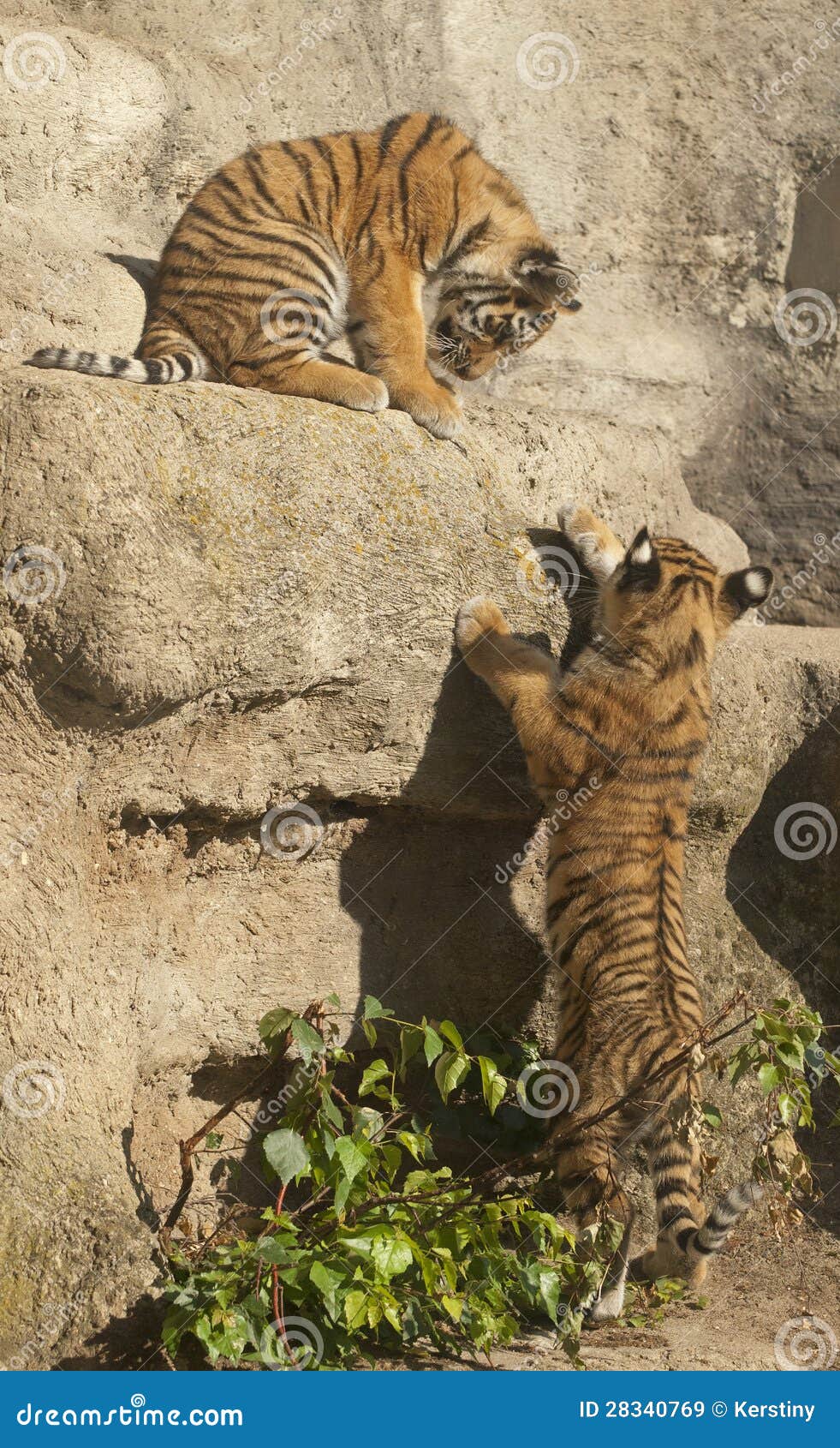 Small tigers stock image. Image of beautiful, orange - 28340769