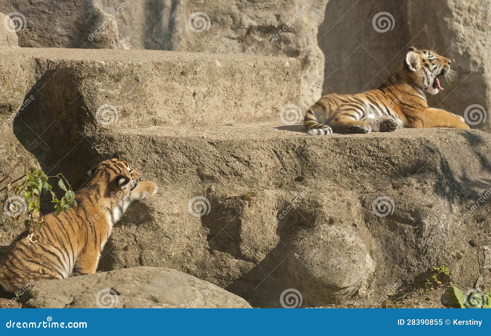 Small tigers stock image. Image of beast, grand, fauna - 28390855