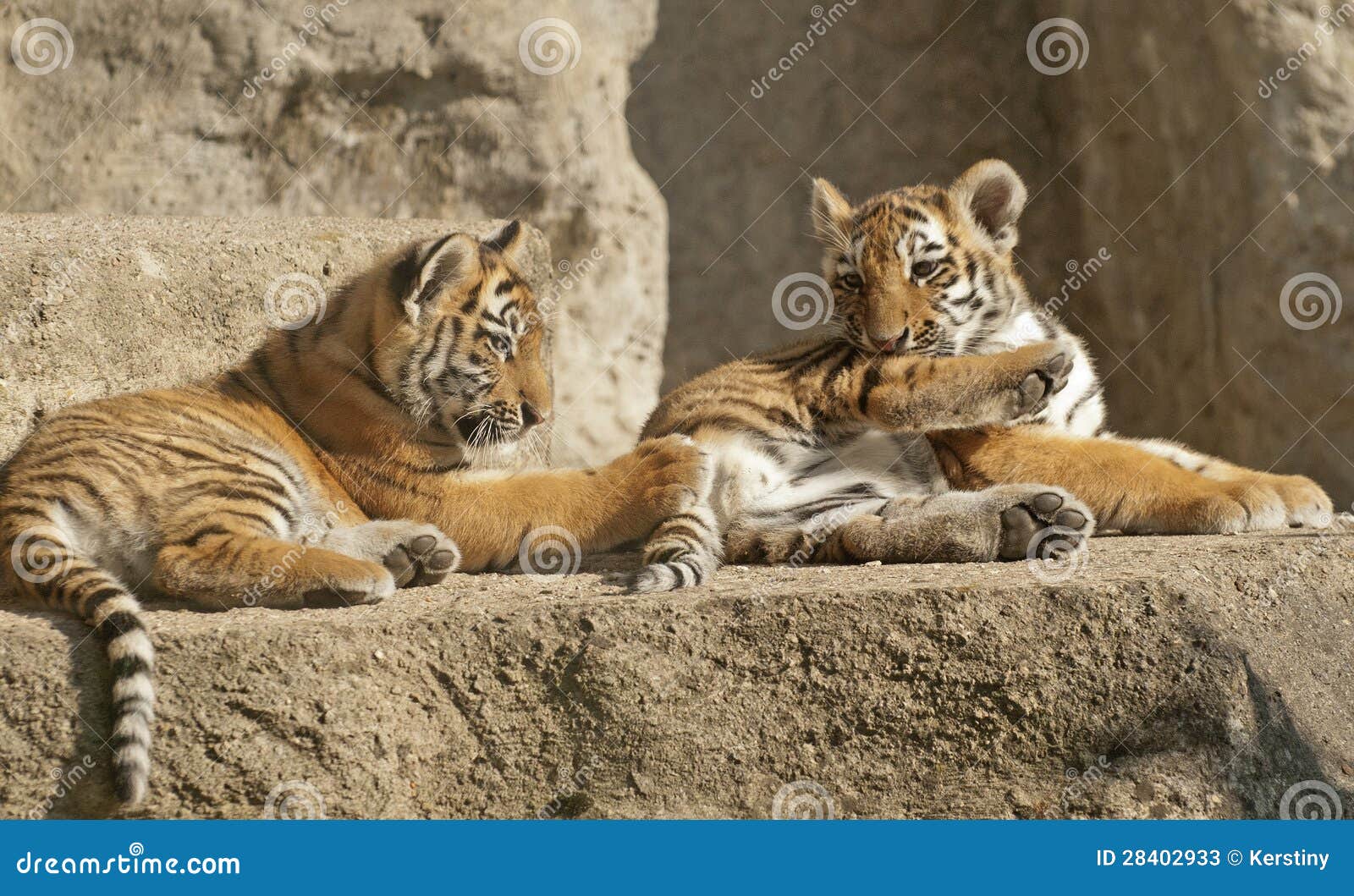 Small tigers stock image. Image of reddish, observe, watching - 28402933
