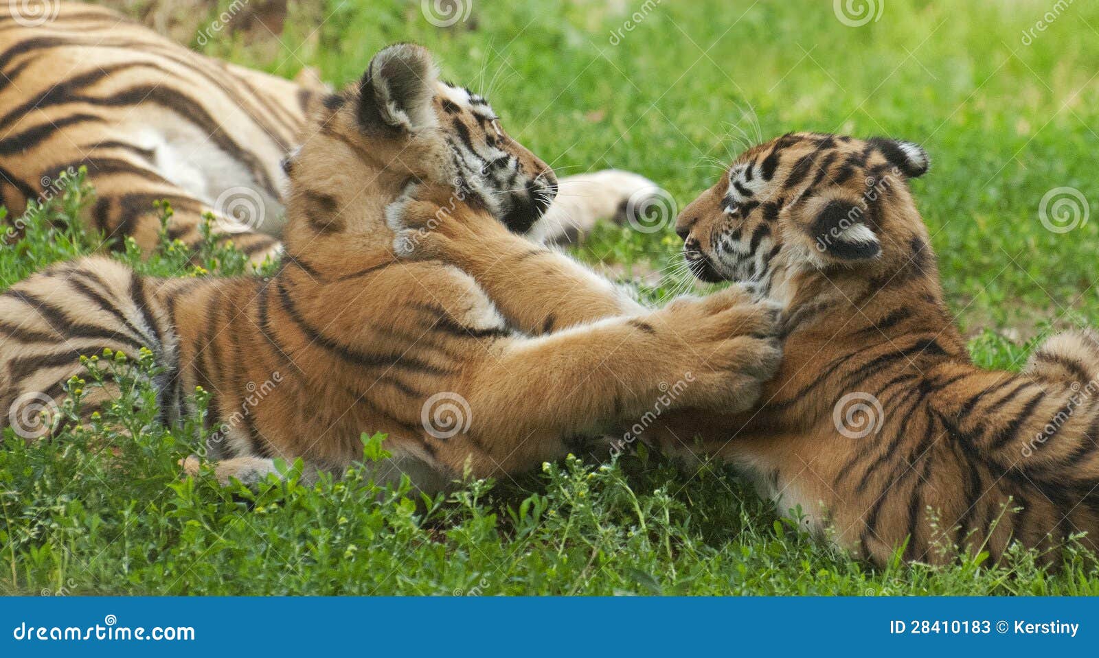 Small tigers stock image. Image of beautiful, nature - 28410183