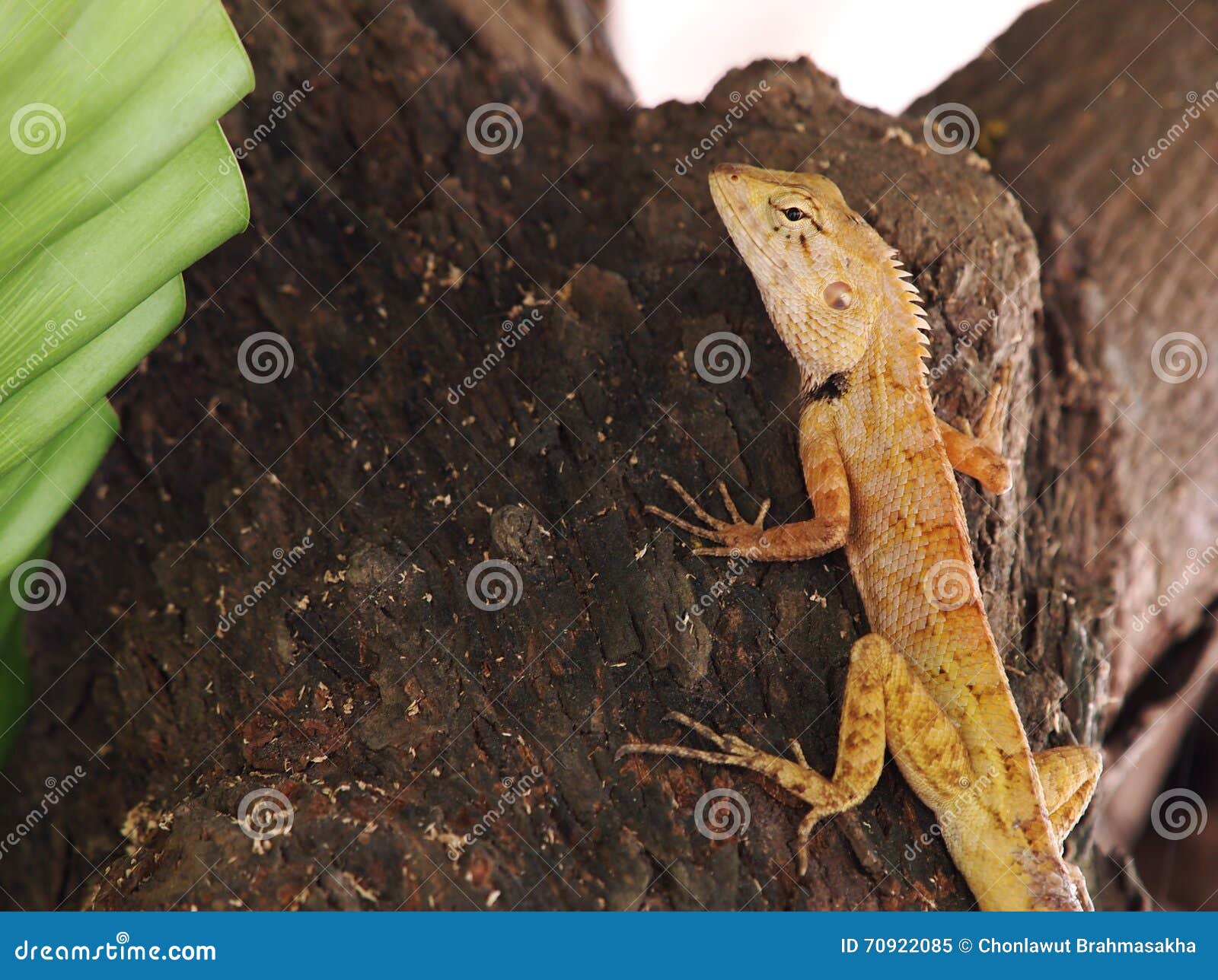 Small Tiny Brown Yellow Wild Small Size Tropical Lizard Stock Image ...