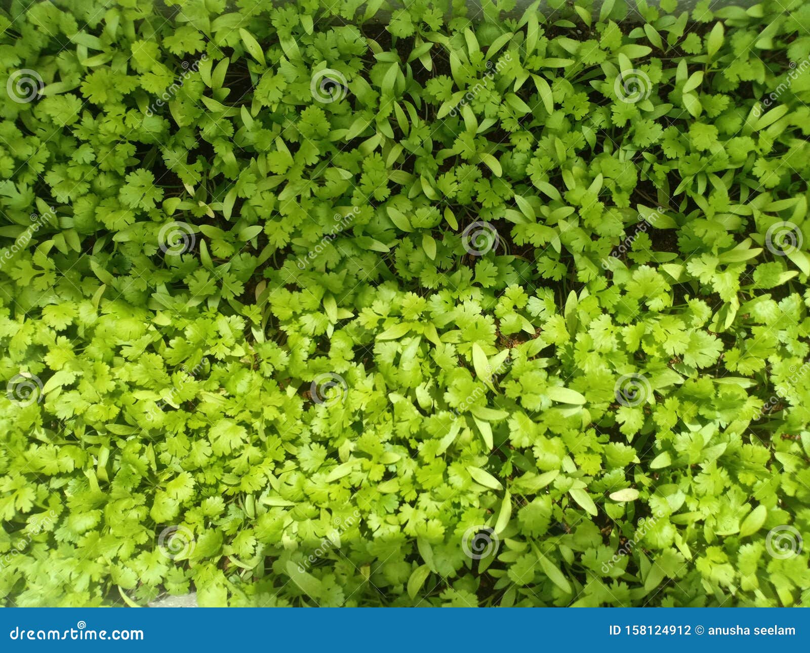 Small Tiny Coriander Plants Stock Photo - Image of greenish, tiny ...