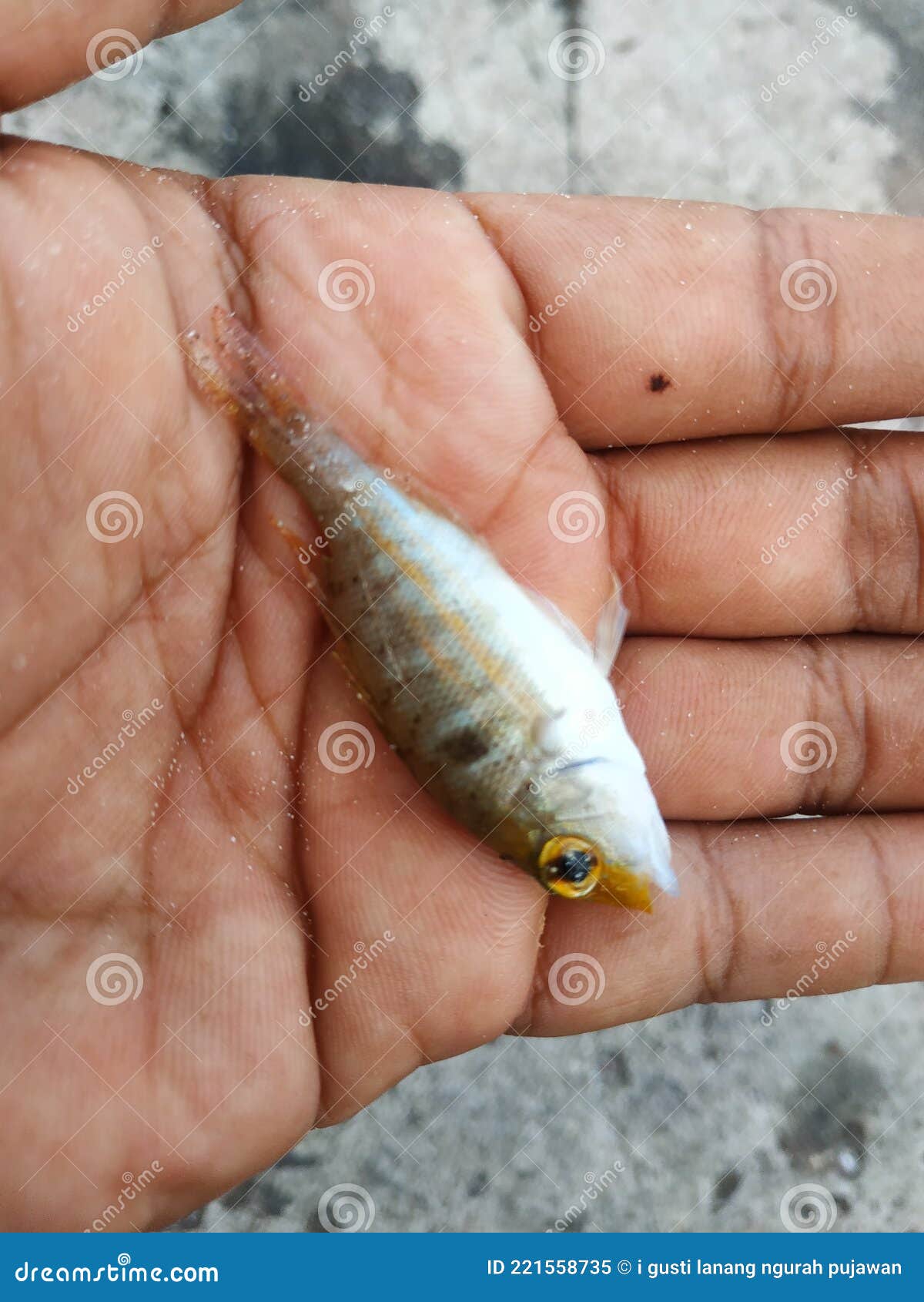 Small and tiny sea fish stock image. Image of small - 221558735