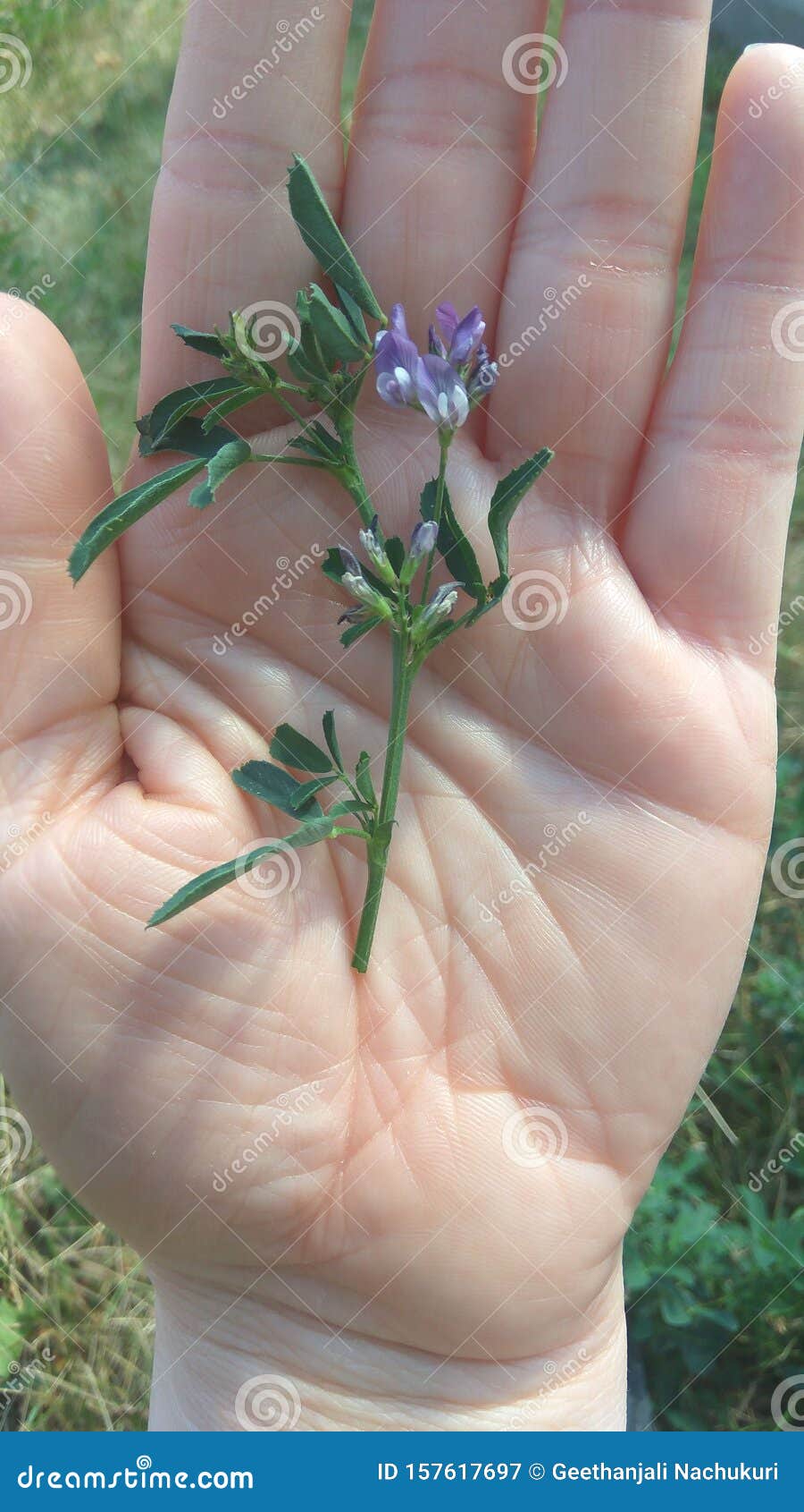 A Small Tiny Violet Flower and Leaves in a Girl Hand Stock Image ...