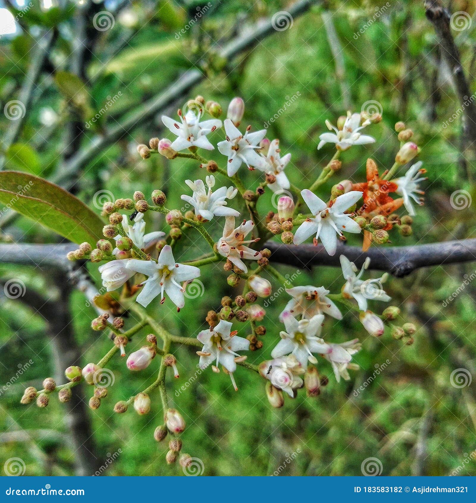 Small Tiny White Flower on the Brunch of Tree Stock Photo - Image of ...