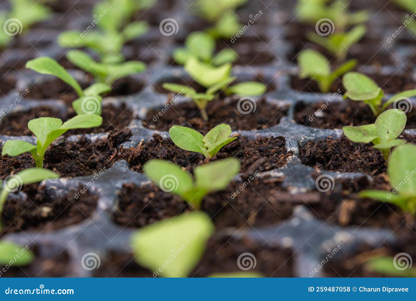 Small To Medium Sized Lettuce Seedlings, Good Root System, Beautiful ...