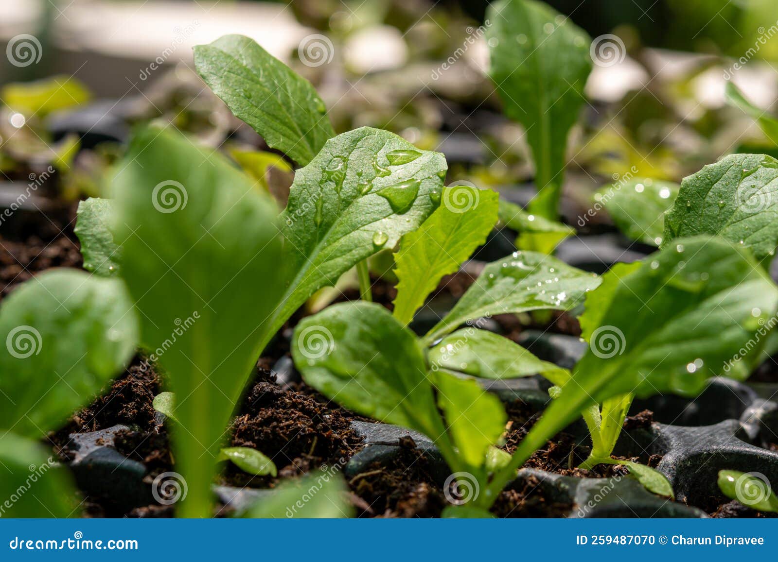 Small To Medium Sized Lettuce Seedlings, Good Root System, Beautiful ...