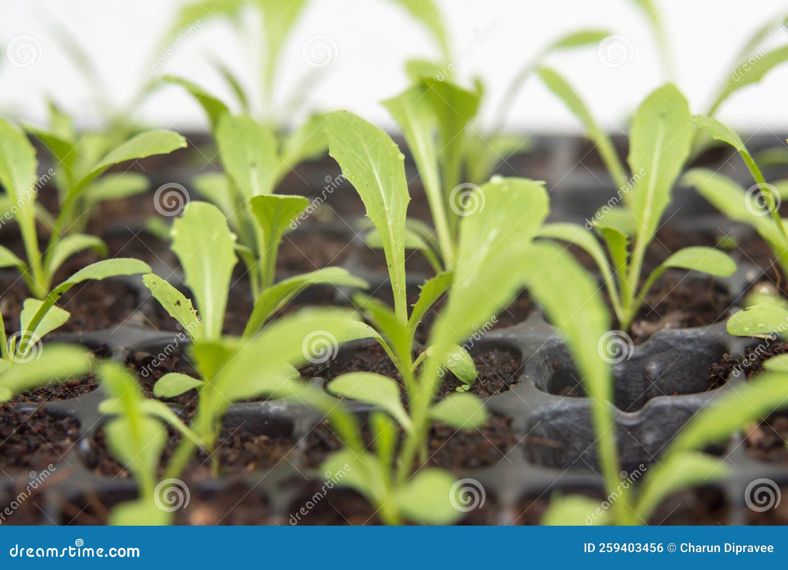 Small To Medium Sized Lettuce Seedlings, Good Root System, Beautiful ...