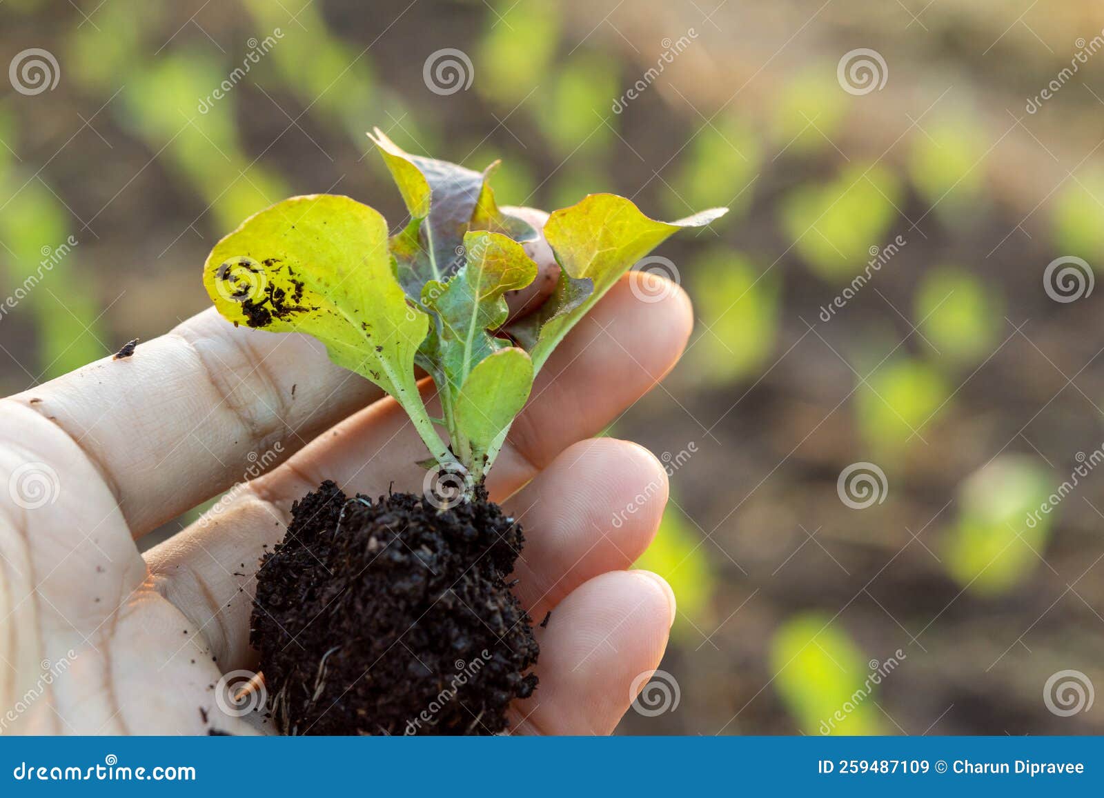 Small To Medium Sized Lettuce Seedlings Good Root System Stock Image ...