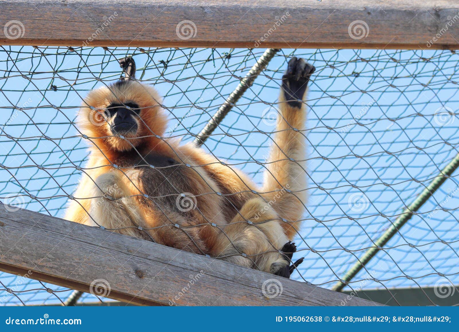 A caged monkey at the zoo. stock photo. Image of asian - 195062638