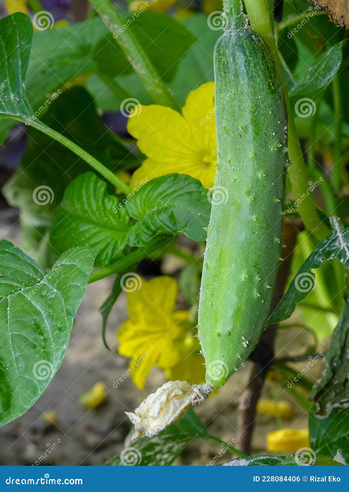 Small To Medium Sized Young Cucumbers Stock Photo - Image of wildflower ...