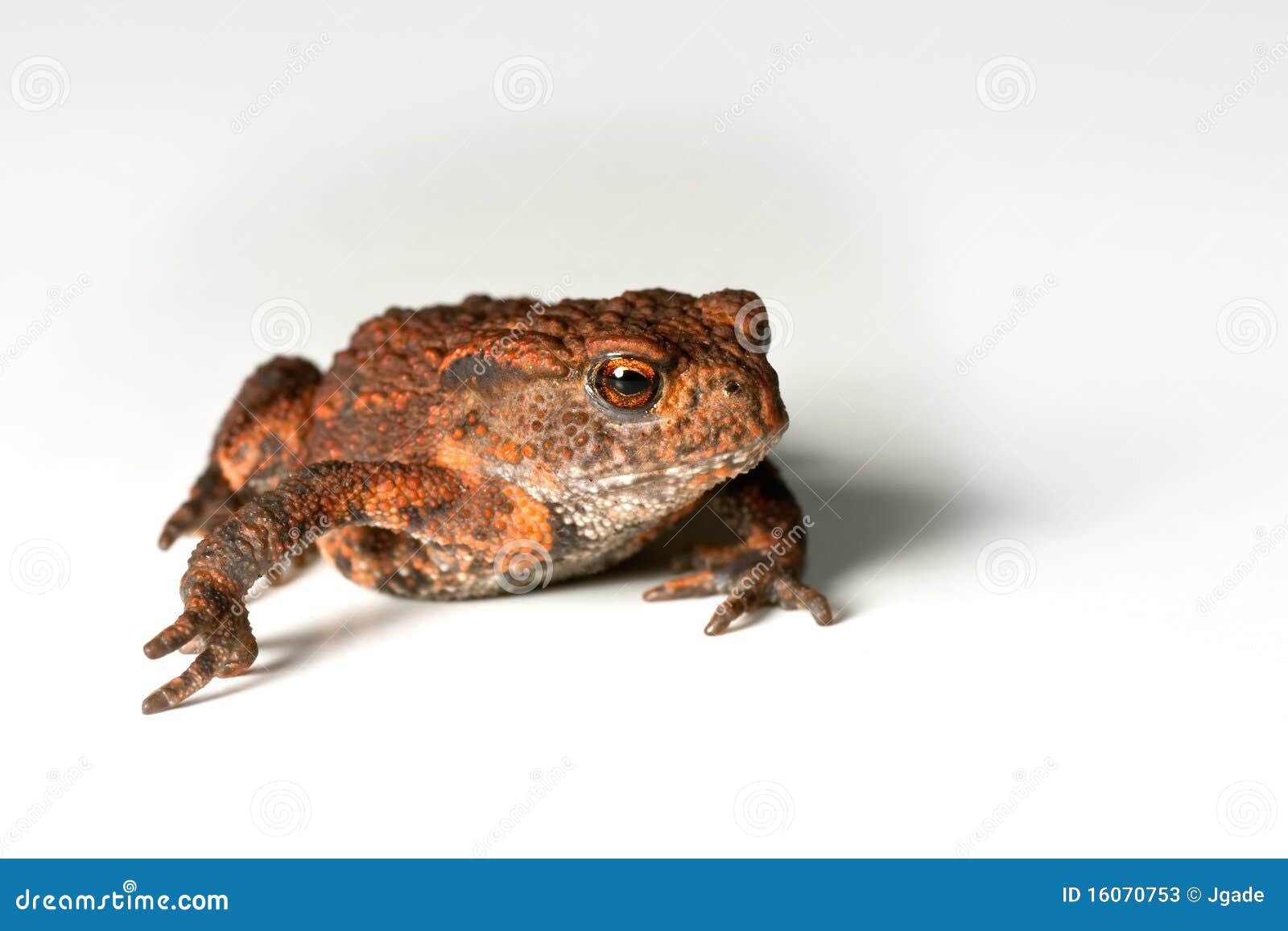 Small toad stock image. Image of bufonidae, denmark, warty - 16070753
