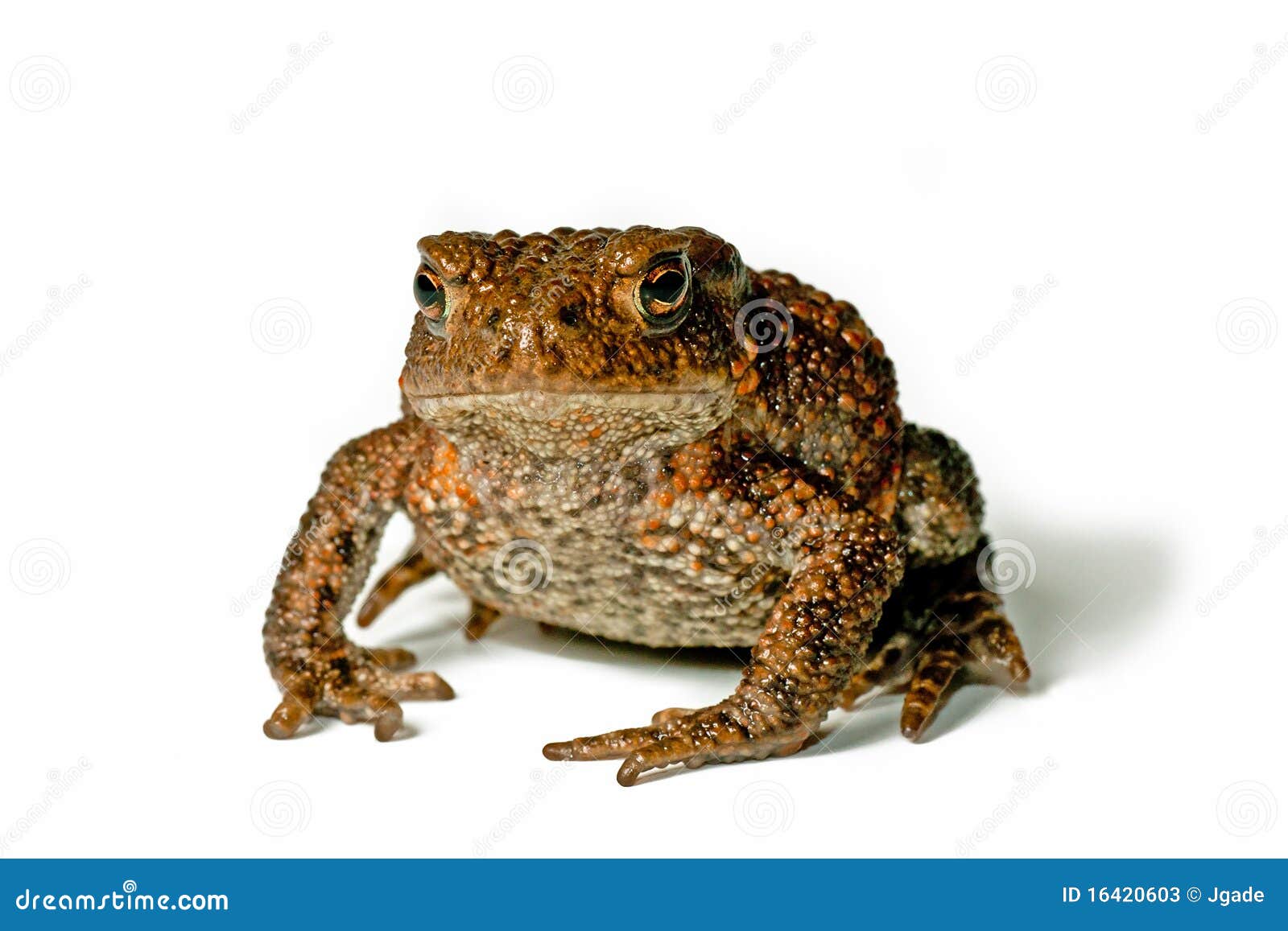 Small Toad stock image. Image of amphibian, cute, ugly - 16420603