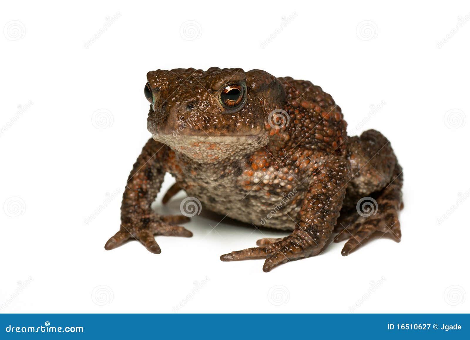 Small Toad stock image. Image of brown, slimy, small - 16510627