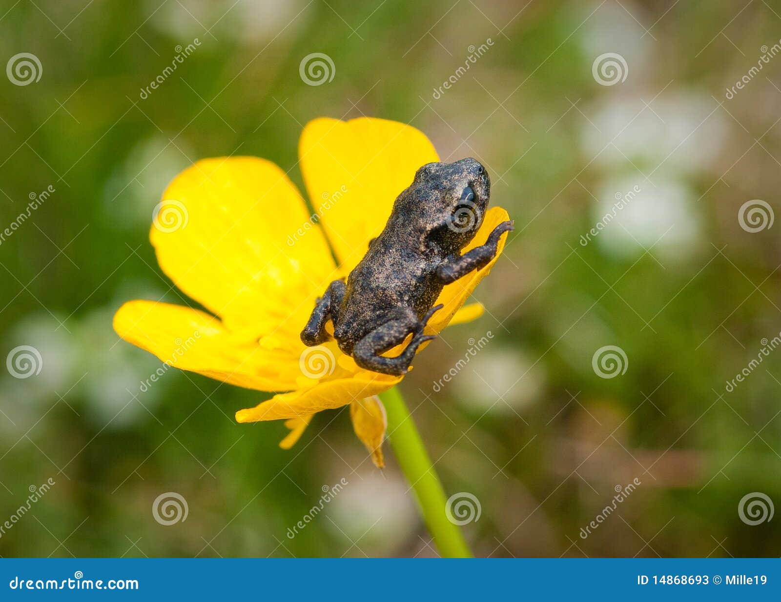 Small Toad in buttercup stock image. Image of summer - 14868693