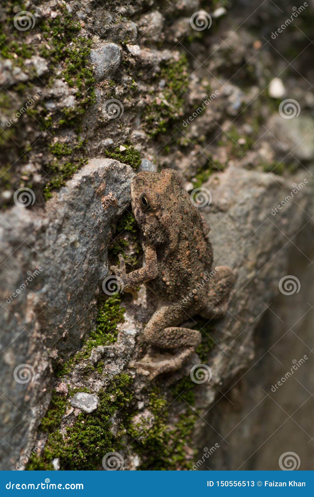 Small Toad Climbing on a Wall Stock Image - Image of close, skin: 150556513