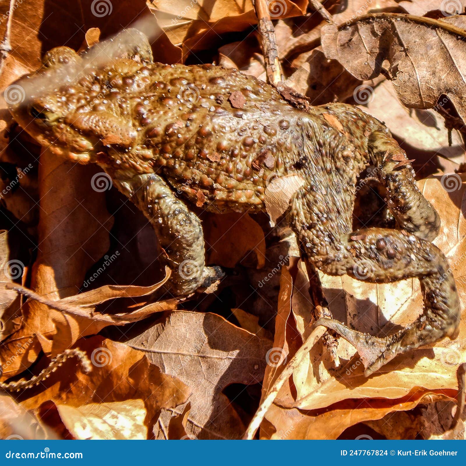 Small toad in foliage stock photo. Image of wildlife - 247767824