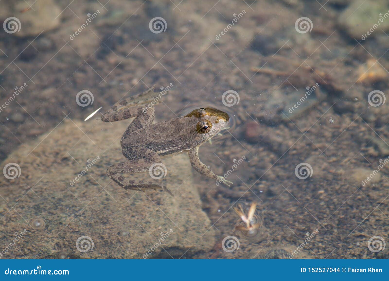 Small Toad or Frog in Water Stock Photo - Image of amphibia, ground ...