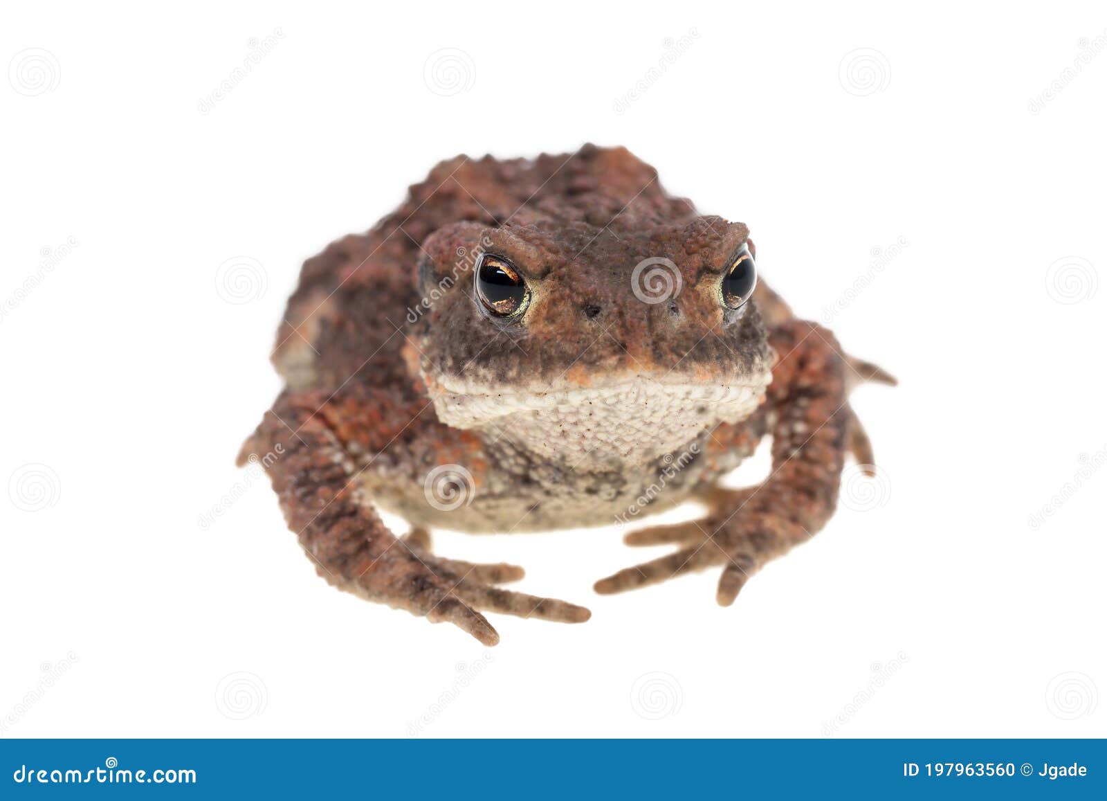 Small toad front view stock photo. Image of european - 197963560