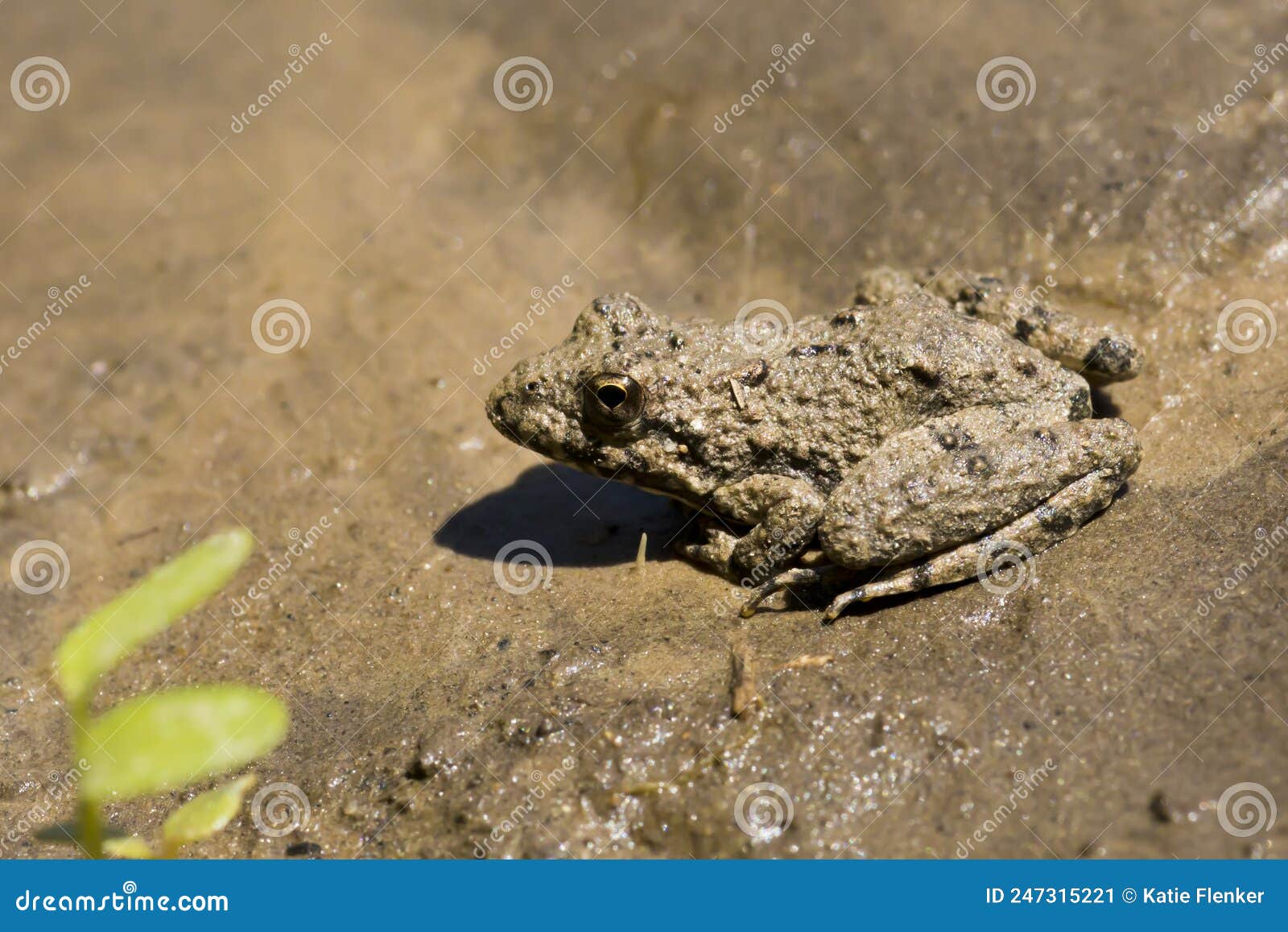 Small toad in the mud stock image. Image of macro, outdoor - 247315221