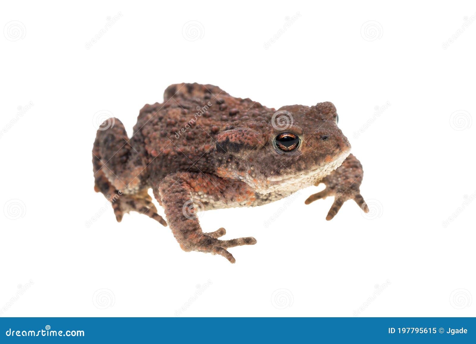 Small toad side view stock image. Image of right, toad - 197795615