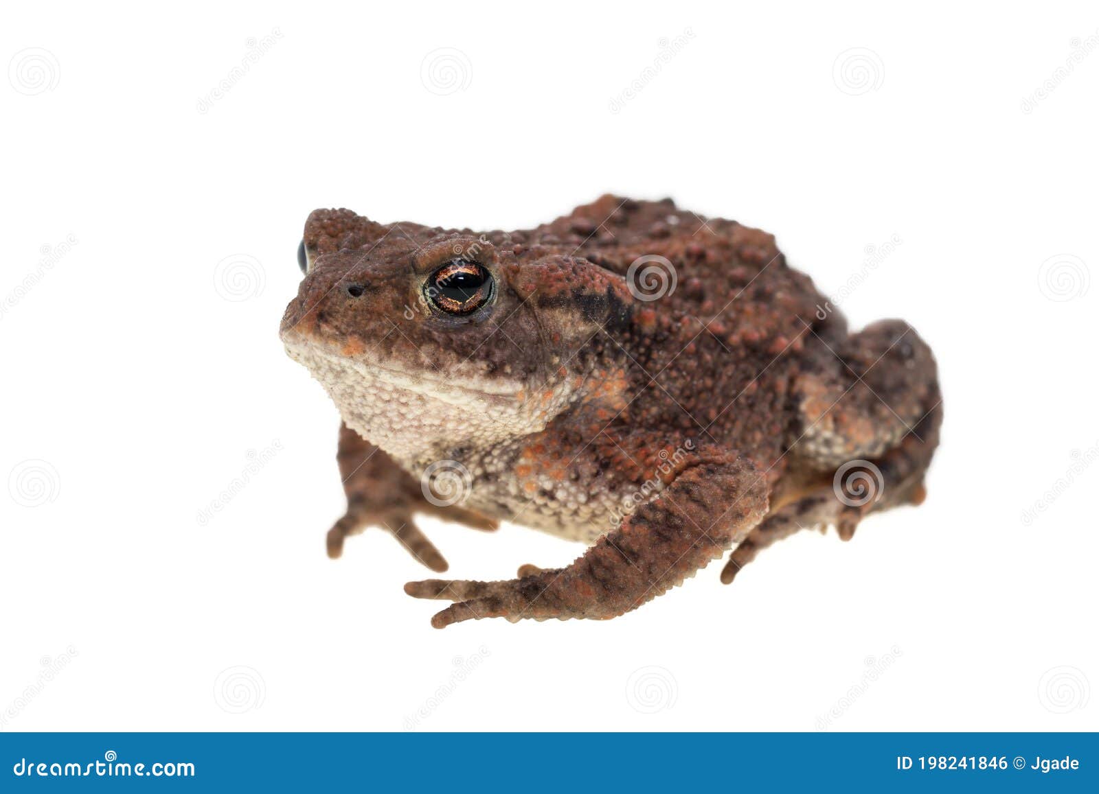Small toad side view stock photo. Image of detail, view - 198241846