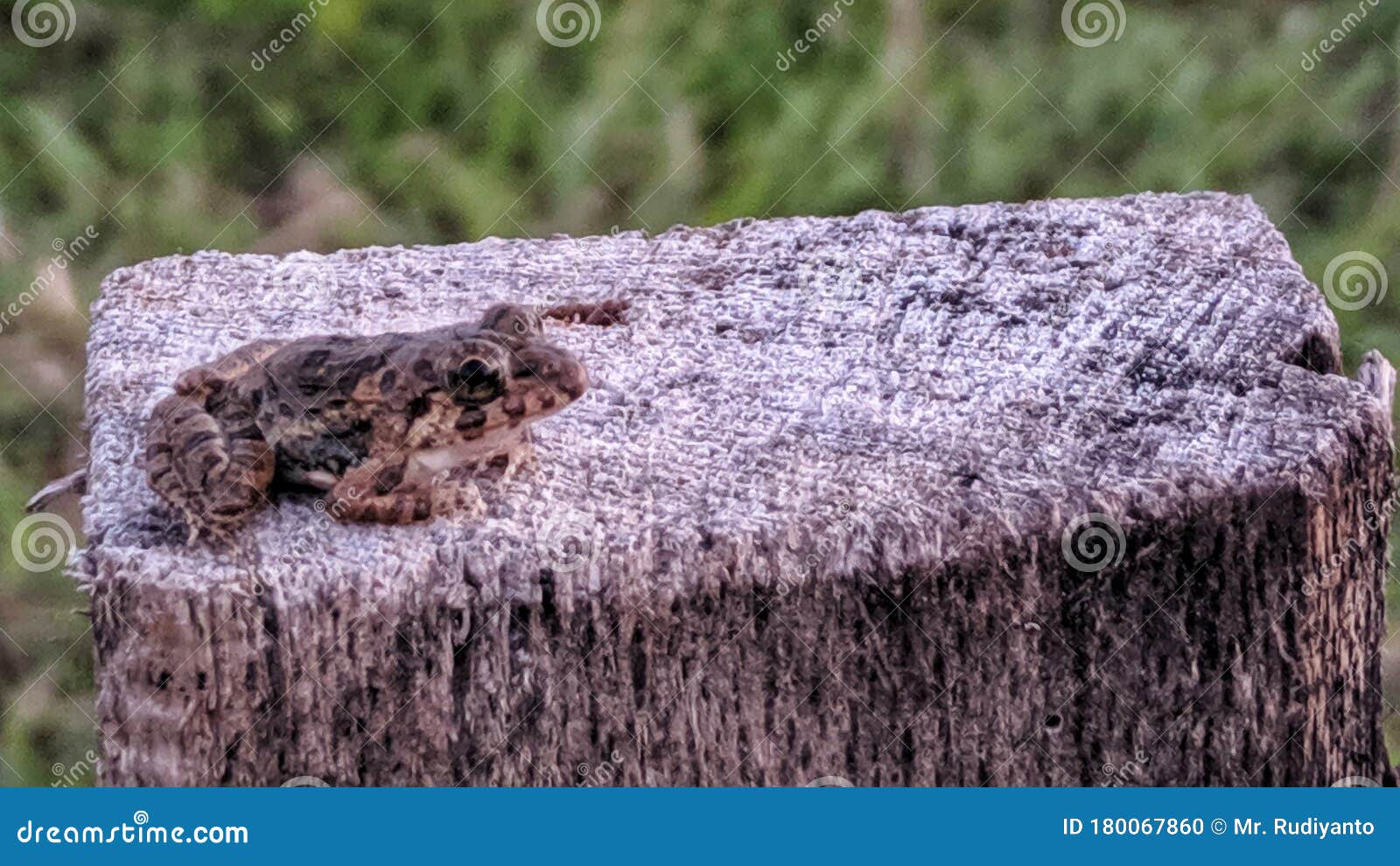 Small toad on a wood stake stock photo. Image of geology - 180067860