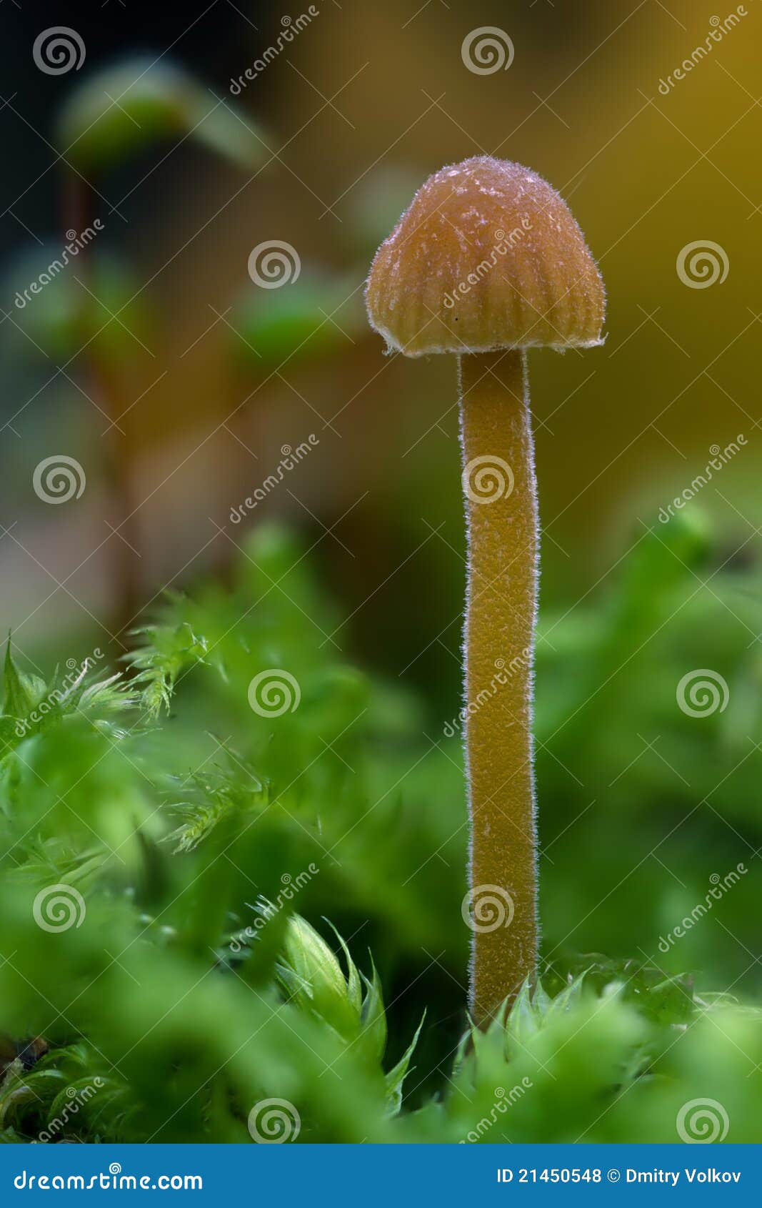 Small toadstool stock photo. Image of macro, flora, toadstool - 21450548