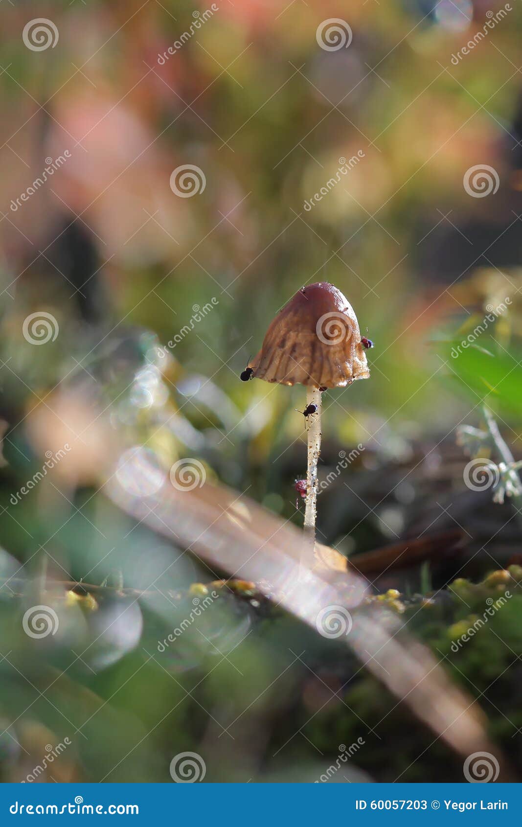 Small toadstool closeup stock image. Image of outdoors - 60057203