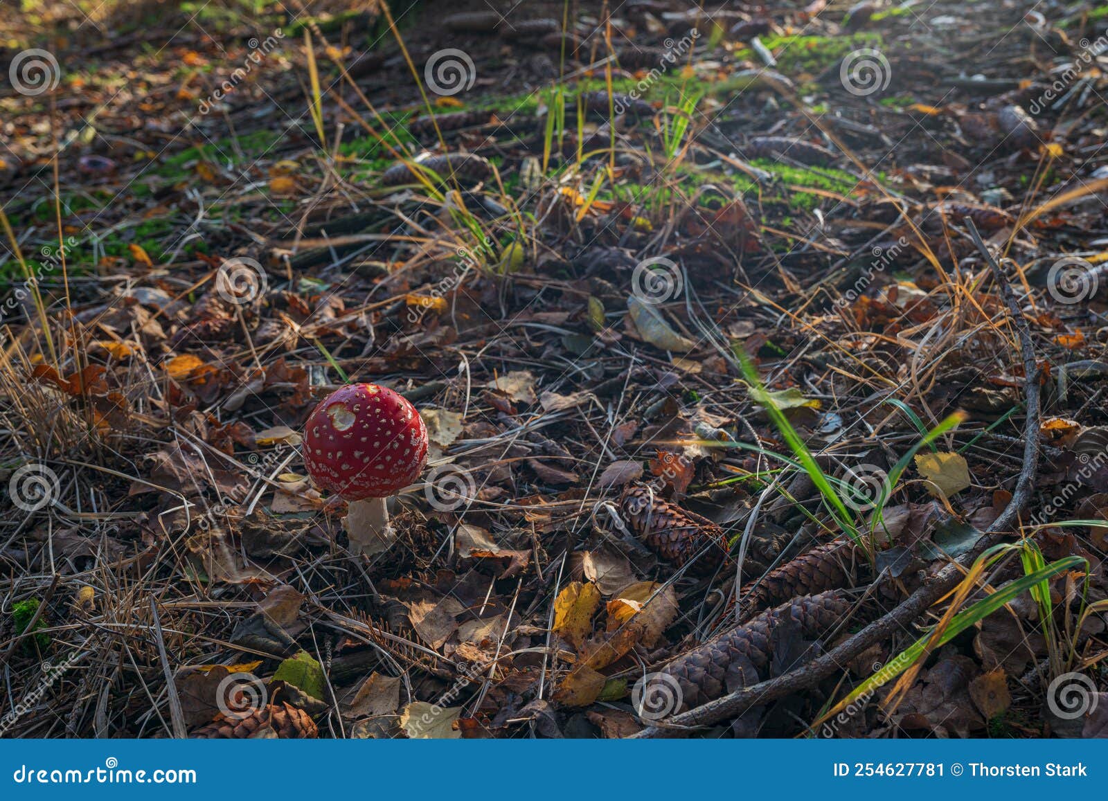 Small Toadstool on the Forest Floor with Leaves and Grass Stock Image ...