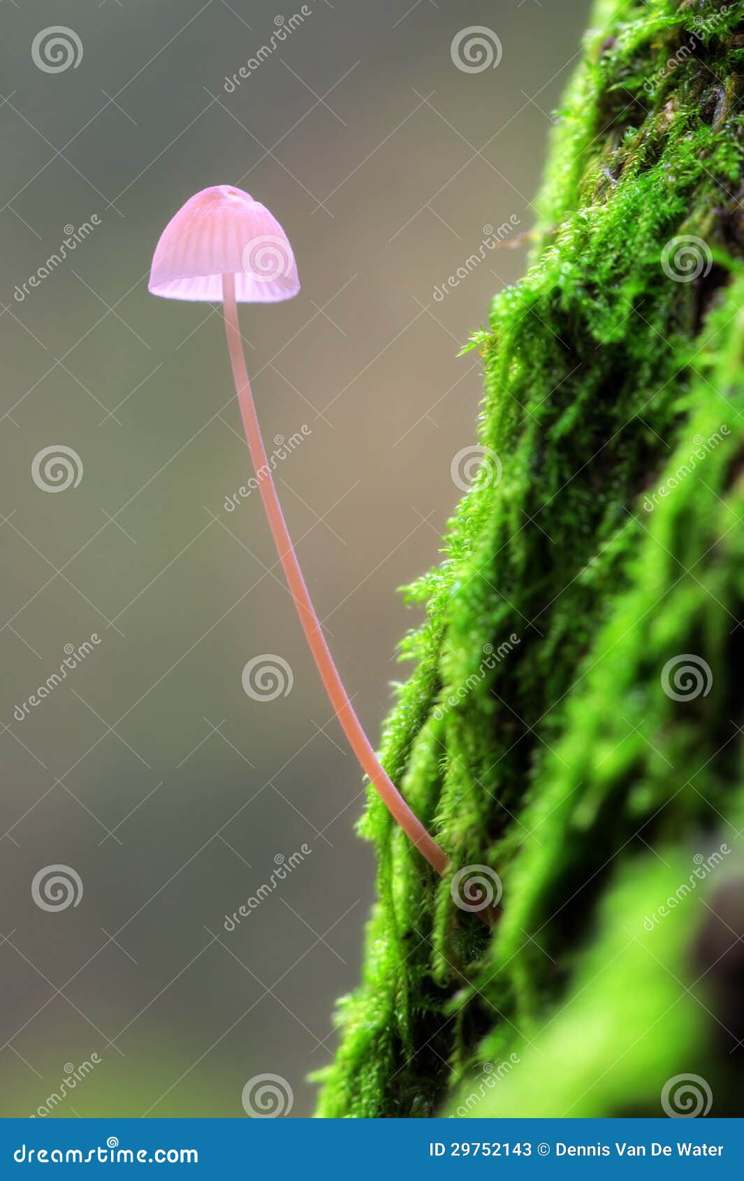 Pink delight stock image. Image of brown, poison, autumn - 29752143