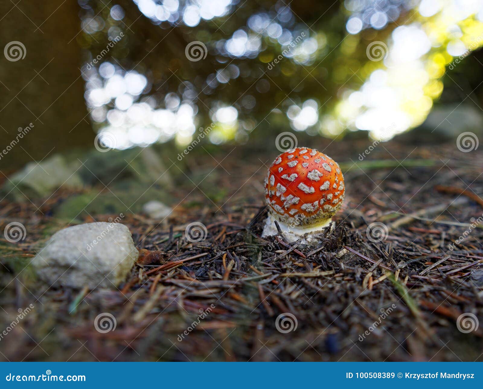 Small toadstool stock image. Image of color, commonly - 100508389
