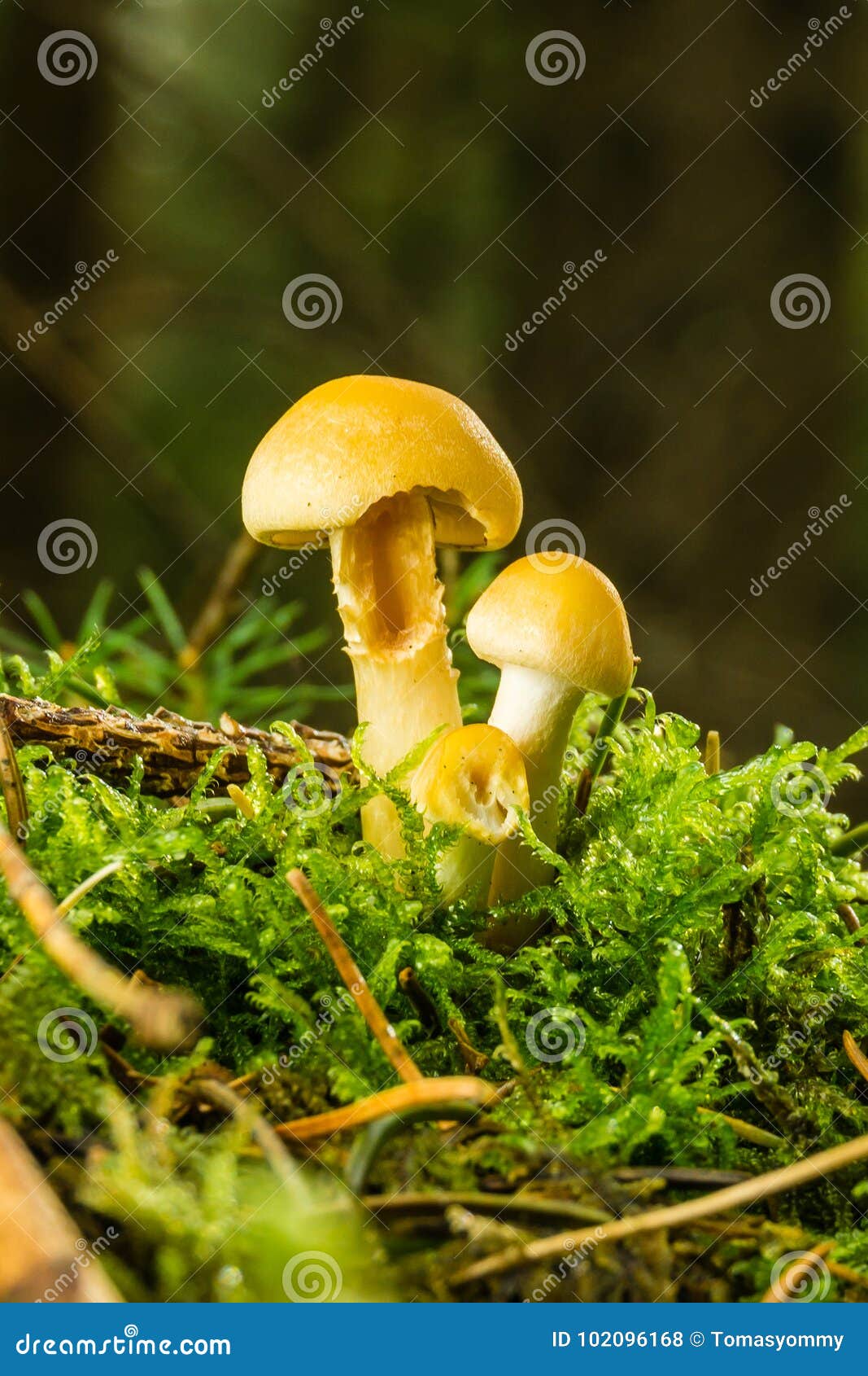Small Toadstool with Three Plants Which are Nibbled by Snails Stock ...