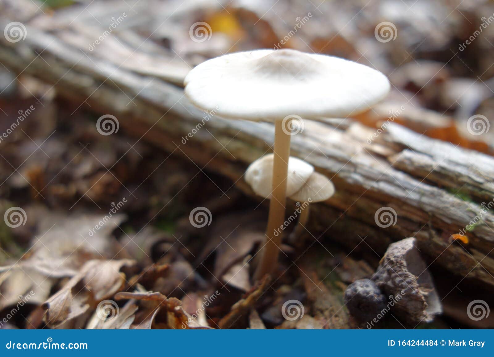 Small Toadstools in Autumn stock photo. Image of toadstools - 164244484