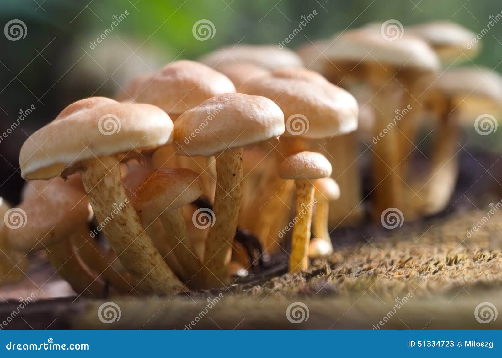 Small toadstools stock image. Image of amsterdamse, natural - 51334723