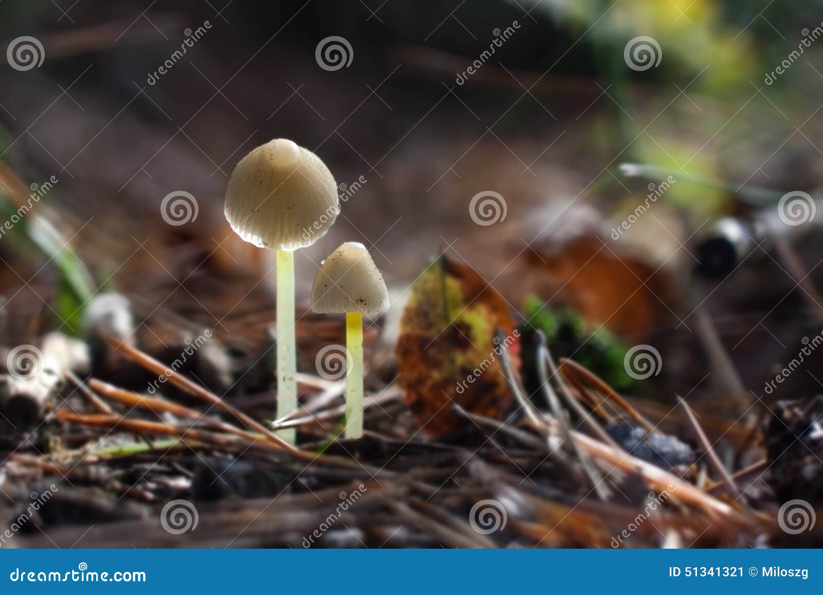Small toadstools stock image. Image of leaf, group, forest - 51341321