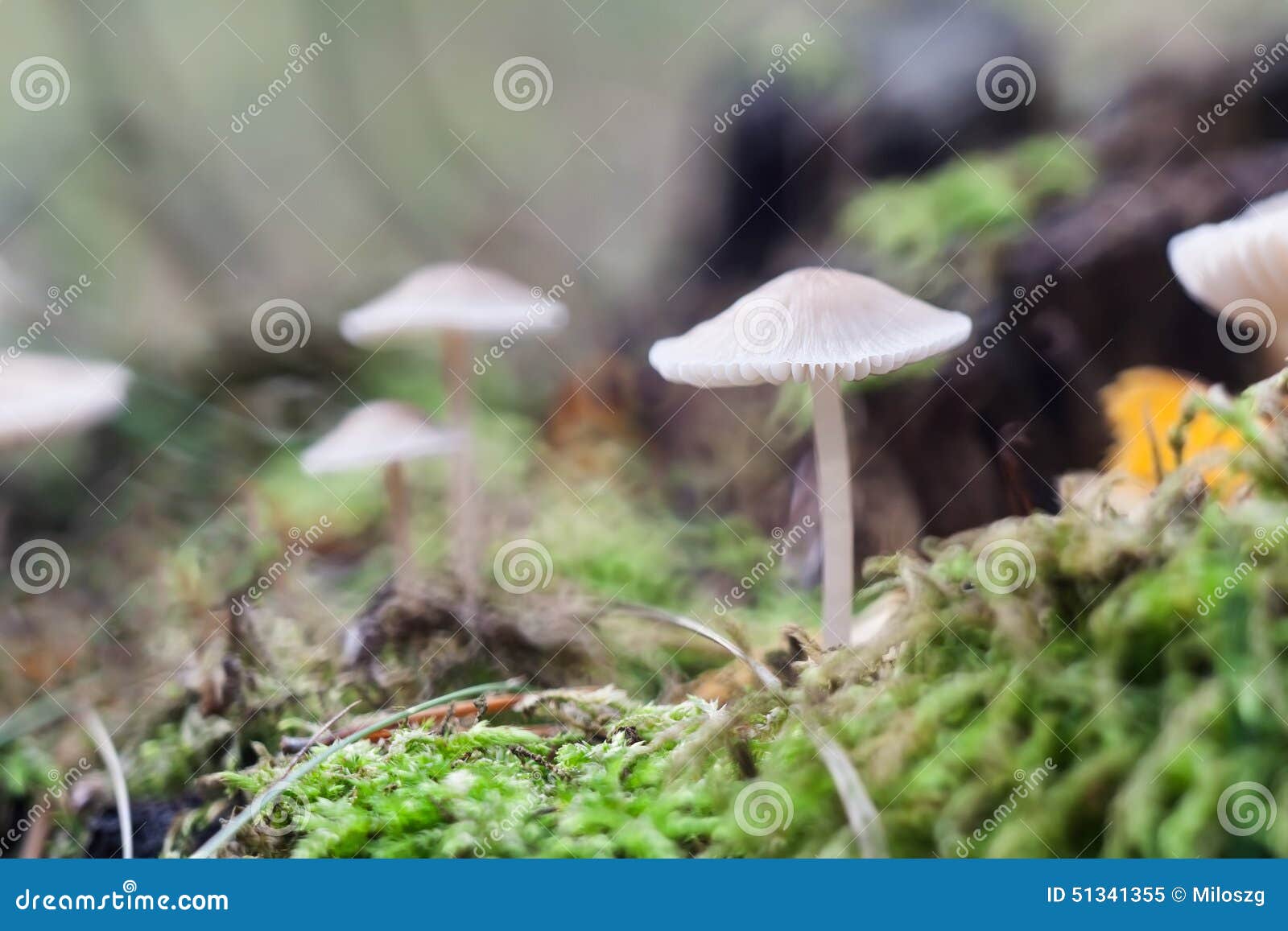 Small toadstools stock image. Image of damp, macro, amsterdamse - 51341355