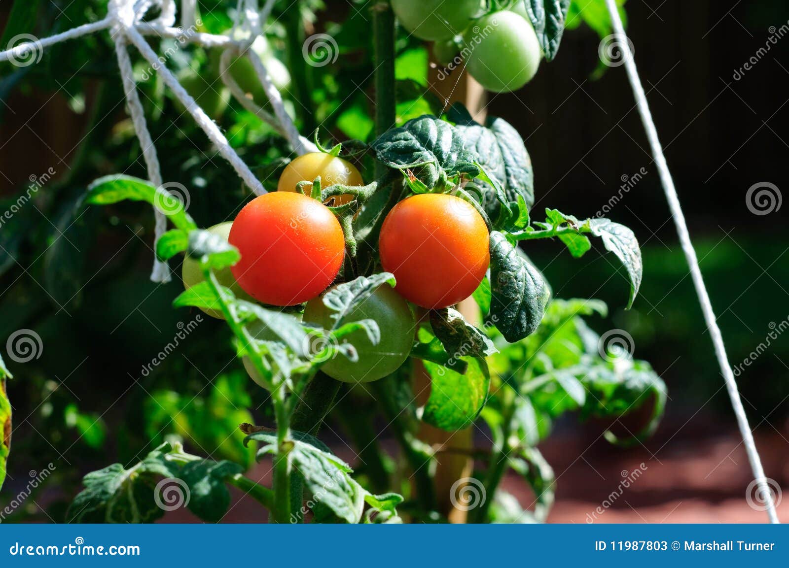 Small Tomato Plant stock image. Image of farmers, vegetable - 11987803