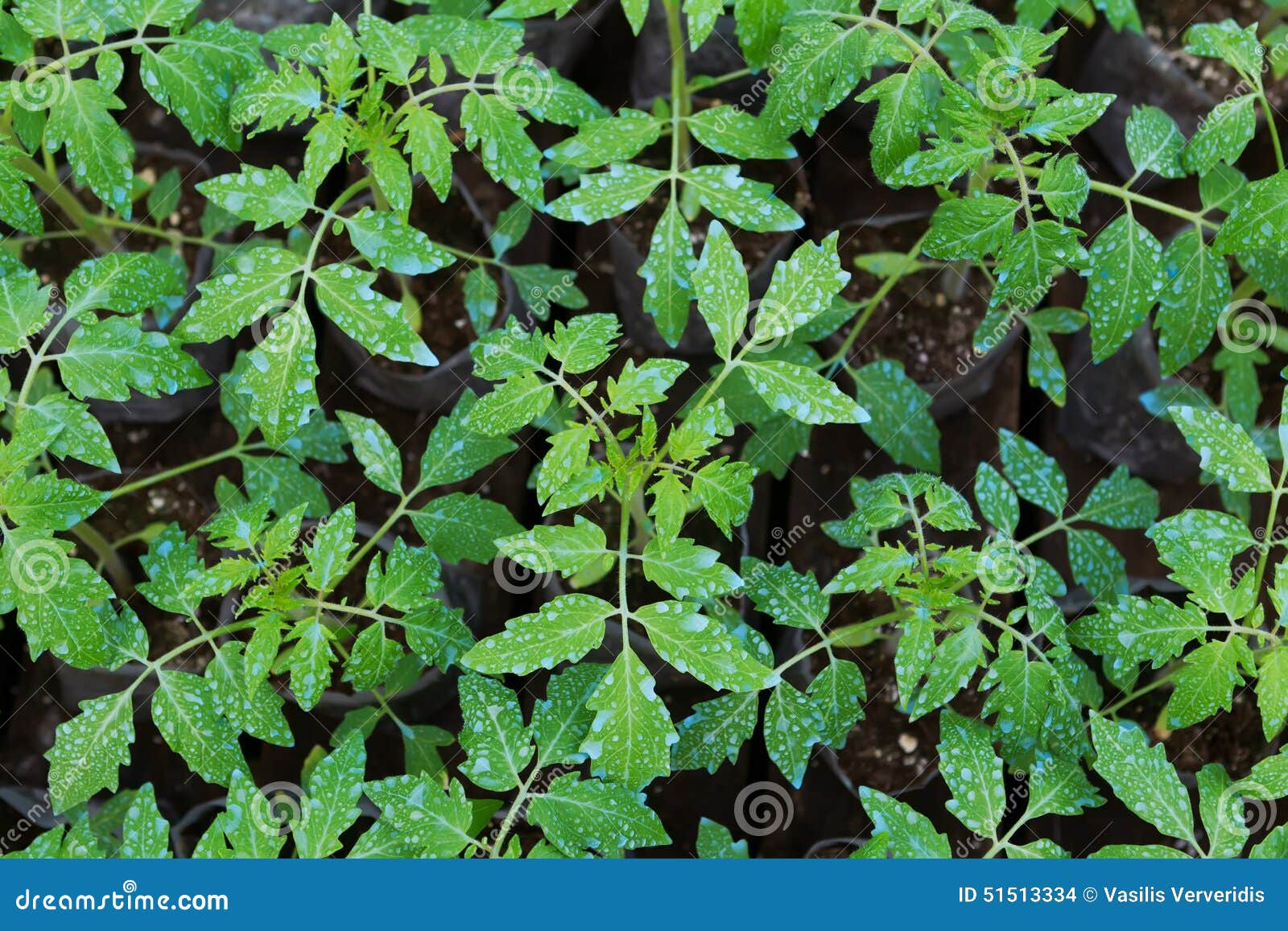 Small Tomato Plants in a Greenhouse for Transplanting Stock Photo ...
