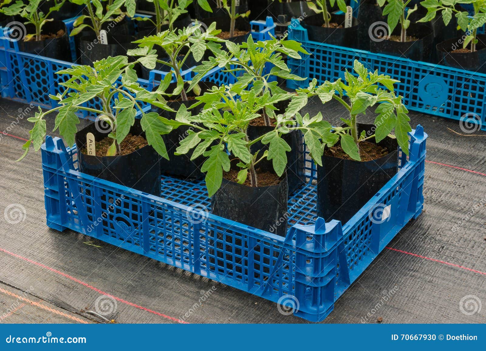 Small Tomato Plants Ready for Potting on Stock Photo - Image of young ...