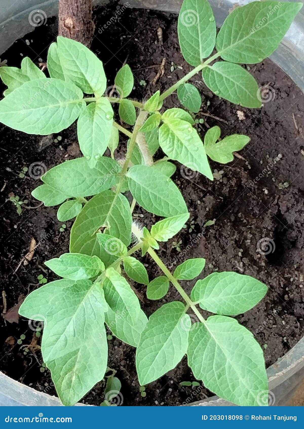Small Tomato Trees with Green Leaves Using Compost Planting Media Stock ...