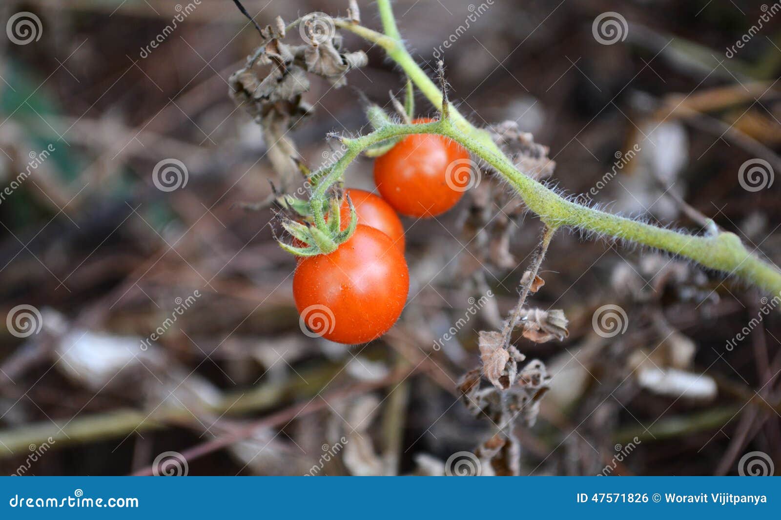 Small Tomato on Trees Grown Stock Photo - Image of grown, culture: 47571826