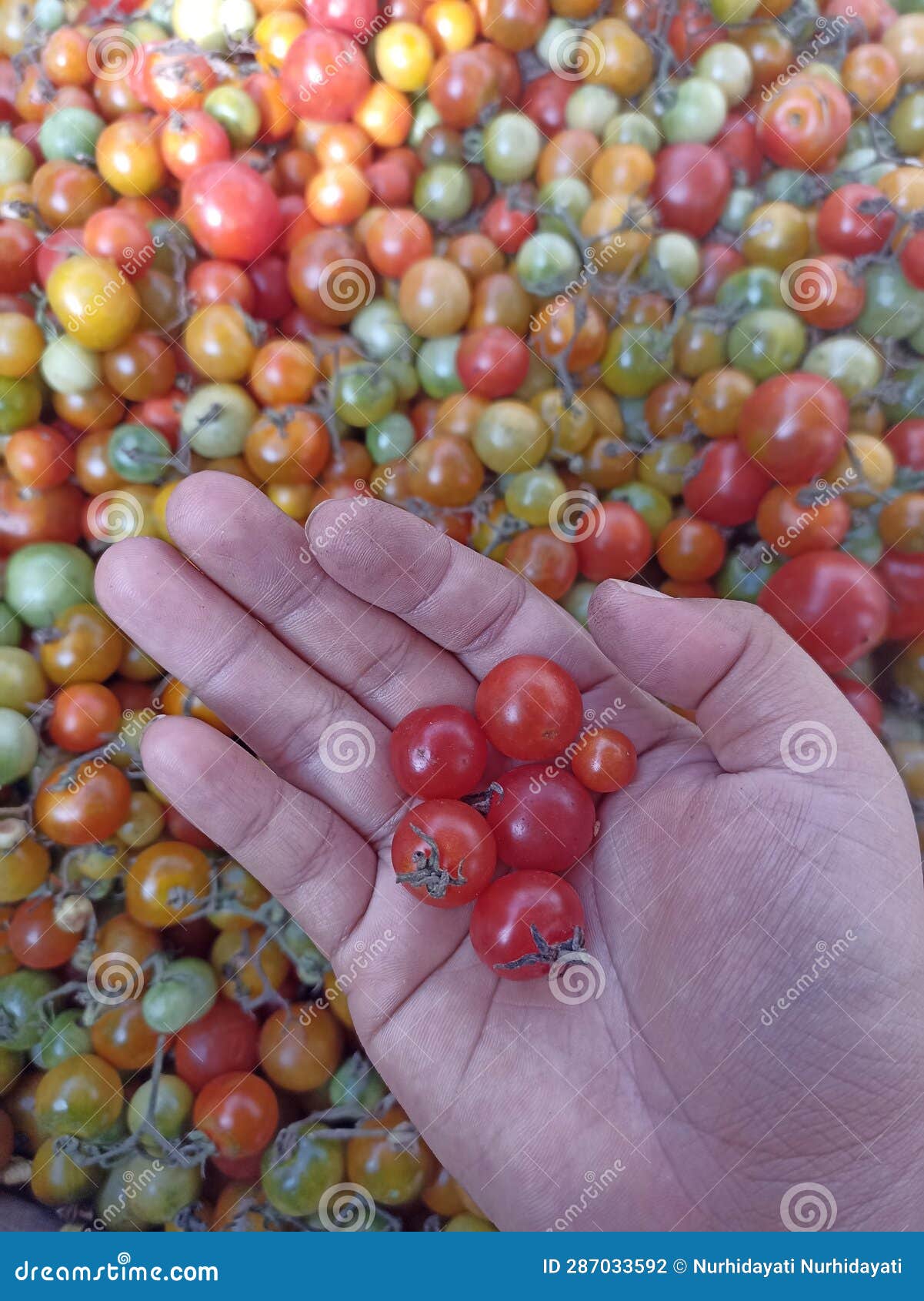 Small Tomatoes, Fresh Greens are at Hand Stock Photo - Image of tomato, greens: 287033592