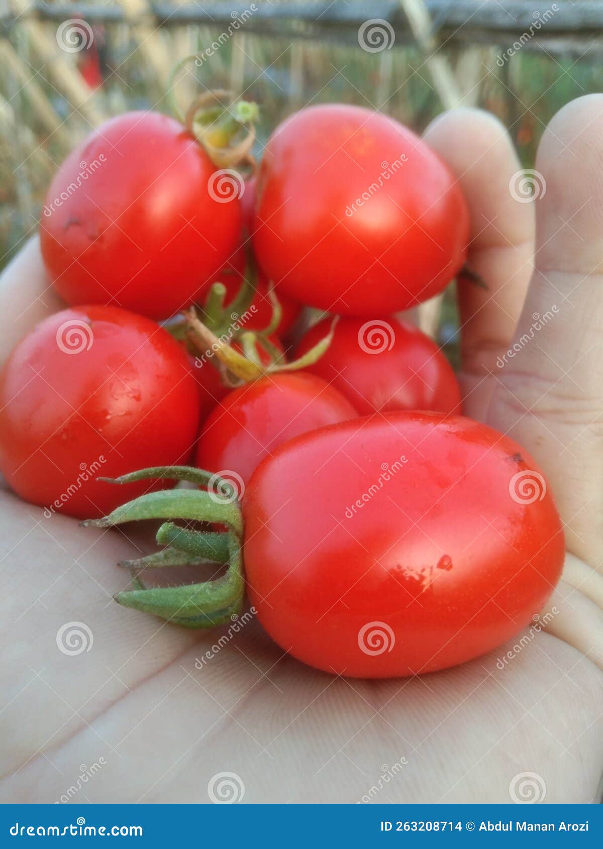 Small tomatoes stock photo. Image of plant, citrus, tomatoes - 263208714