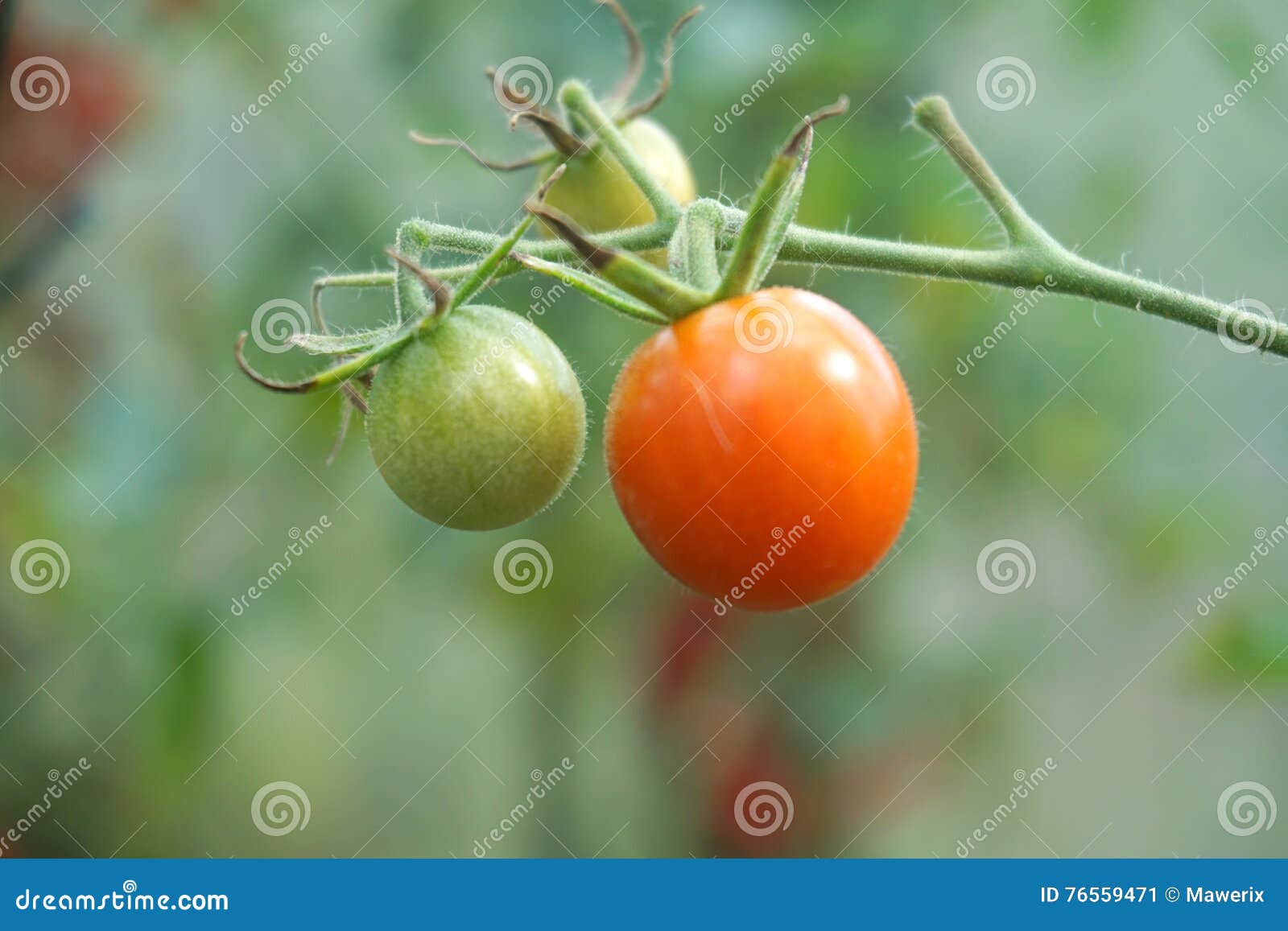Small tomatoes stock image. Image of tomatoes, orange - 76559471